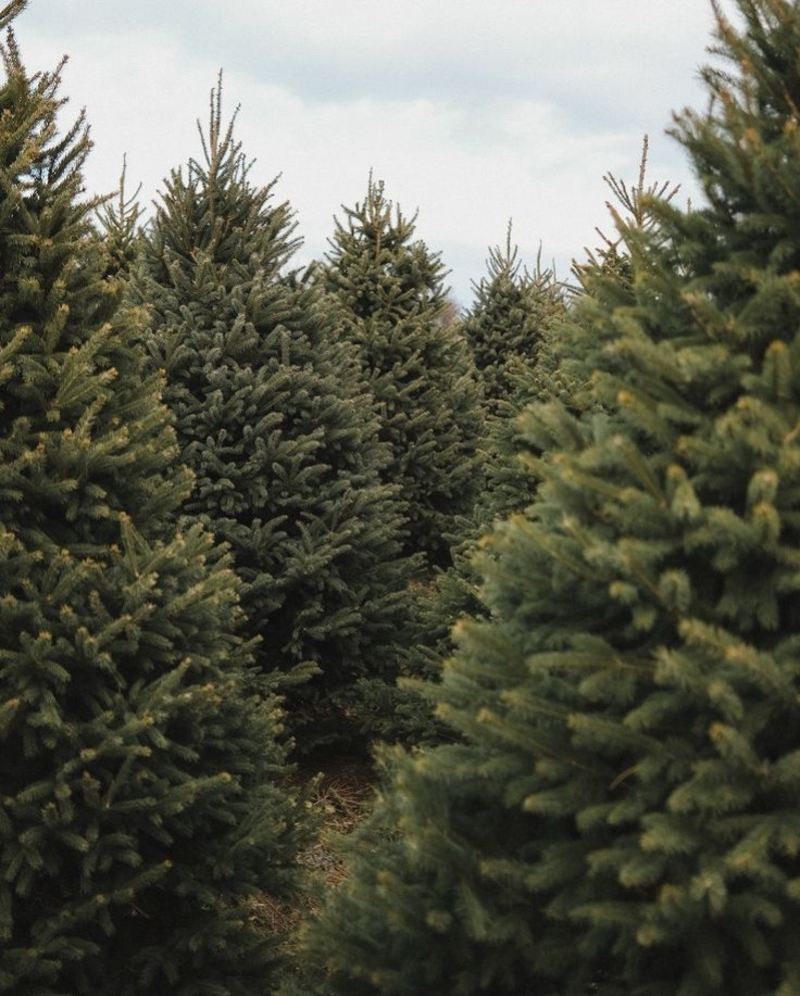 Large Premium Natural Christmas Tree: Excellence for Your Prestigious ...